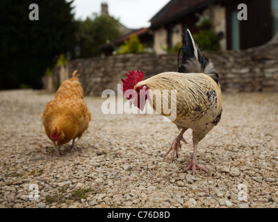 Rooster and chicken. London, UK Stock Photo - Alamy