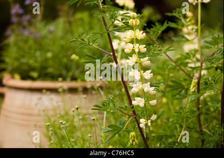 Tree Lupin Lupinus arboreus lemon yellow flowers growing in sand dunes ...