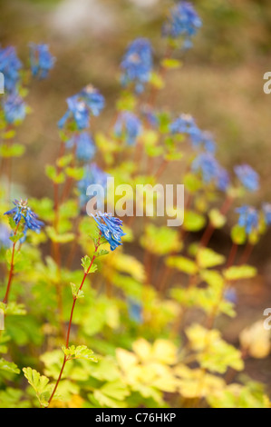 Bright blue flowers of the Corydalis elata x flexuosa cross, 'Tory MP ...