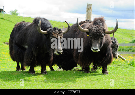 Yak, Highland Wildlife Park, Kincraig, Kingussie, Scotland Stock Photo ...