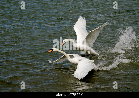 Two swans fighting Stock Photo - Alamy