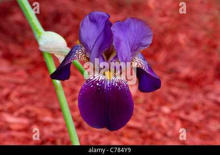 A closeup of a delicate German bearded iris in a garden Stock Photo - Alamy