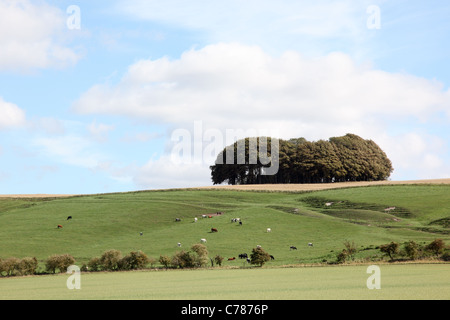 Hackpen Hill, Marlborough Downs, Wiltshire, England, UK Stock Photo - Alamy