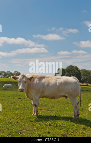 Belgian Blue Bull Stock Photo - Alamy