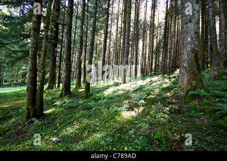 forest, seen from the bottom, plant high, secular plants, walks in ...