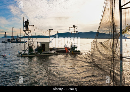 Wild Pacific Salmon commercial reefnet fishing is a historical Pacific ...