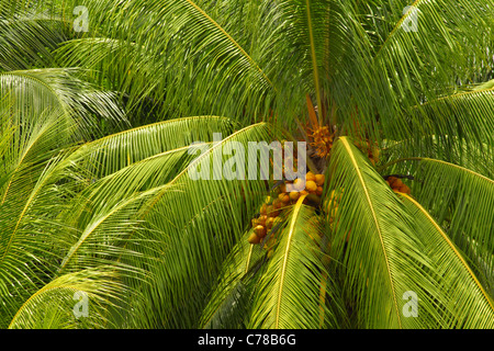 Large Coconut Tree With Ripped Fruits And Huge Branches Stock Photo - Alamy