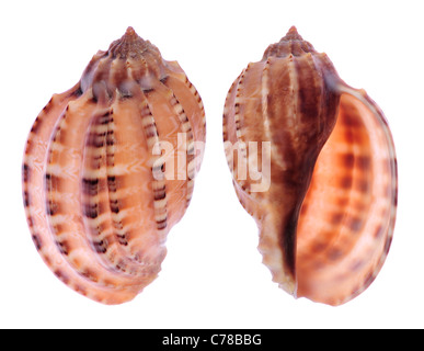 Ventral Harp shell (Harpa ventricosa) c6cm Stock Photo - Alamy