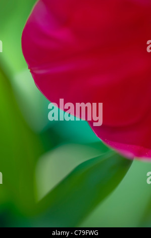 Pink tulips, dreamy colors Stock Photo - Alamy