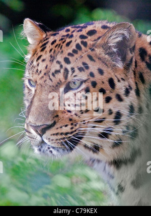 Leopard portrait Male leopard Stock Photo - Alamy