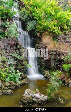 Plants in Taoro Park, Puerto de la Cruz, Tenerife, Canary Islands ...