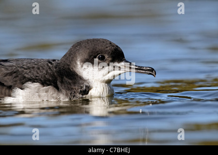 Puffinus puffinus head Stock Photo - Alamy
