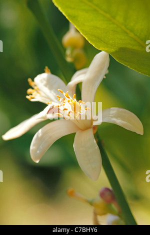 orange blossom tree - oranges bloom Stock Photo - Alamy