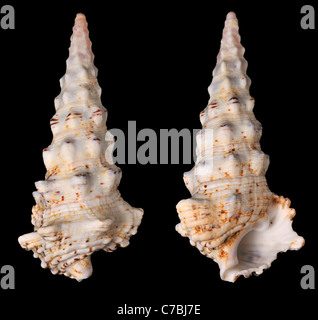 Knobbly Cerith shell (Cerithium nodulosum) c14cm. Phillipines Stock ...