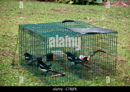 Larsen Trap used to trap Magpies - the bait Magpie has attracted two ...