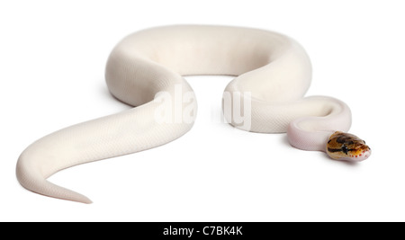 Female pied spider Royal python, Python regius, 18 months old, in front ...