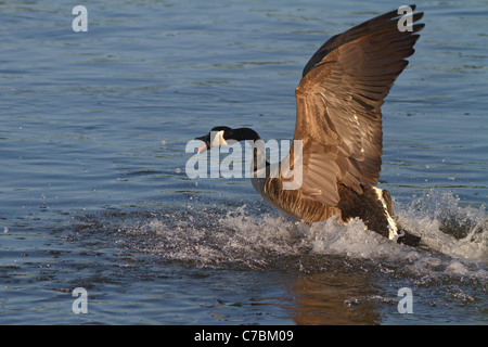 Canada goose landing on water Stock Photo - Alamy