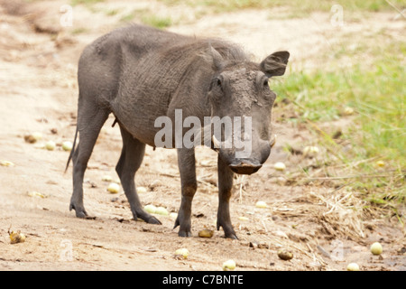 Southern warthog (Phacochoerus africanus sundevallii) walking in high ...