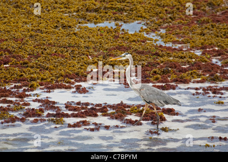 Great blue heron wading along the coast of Little Cayman Island while ...