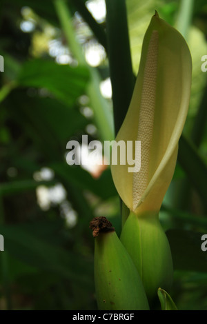Colocasia esculenta, taro, kalo, dasheen madhumbe marope, magogoya ...