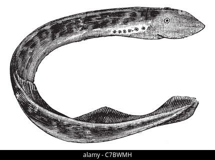 Sea Lamprey (Petromyzon marinus), drawing Stock Photo - Alamy