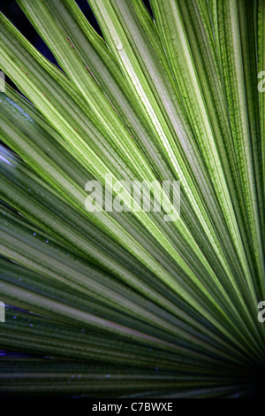 King Thai Palm, Elephant Palm, White Elephant Palm, Kerriodoxa elegans ...