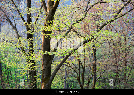 forest in Grünwald Germany Stock Photo - Alamy