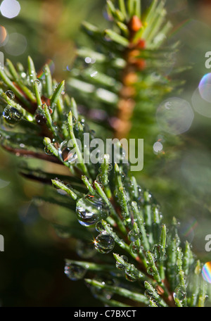 Picea and waterdrops Stock Photo - Alamy