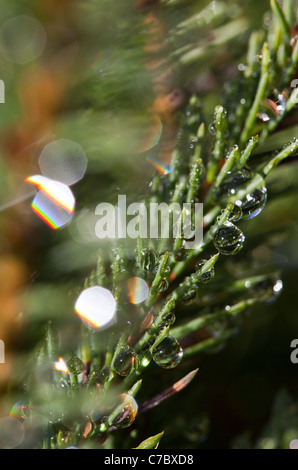 Picea and waterdrops Stock Photo - Alamy
