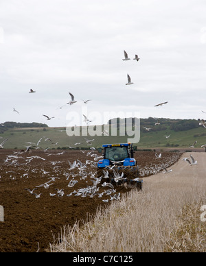 Autumn ploughing with the tractor followed by feeding birds - John ...