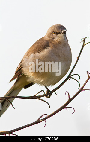 Northern Mockingbird perched on tree branch Stock Photo - Alamy