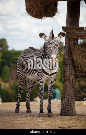 Zebra in zoo. Animal captivity Stock Photo - Alamy