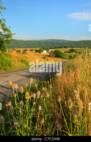Blooming Teasel and Road, Swoope, Shenandoah Valley, Virginia, USA ...
