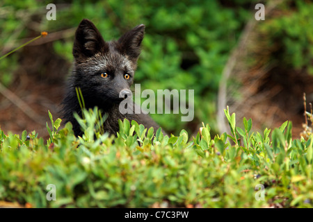 Black fox (dark phase of red fox) standing in huckleberry, Paradise ...