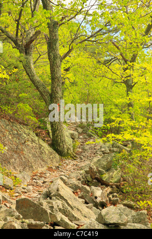 Signal Knob Trail, Massanutten Mountain, Waterlick, Shenandoah Valley ...