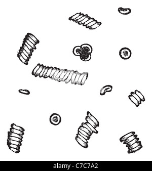 Antique engraved illustration of the blood cells. Vintage illustration ...