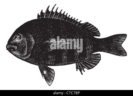 Sheepshead Fish Drawing Stock Vector Art & Illustration, Vector Image ...