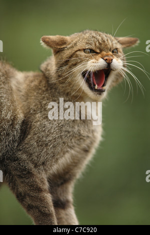 Scottish Wildcat, Felis Sylvestris Grampia, ready to pounce Stock Photo ...