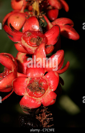 Flowers in Cameroon Stock Photo: 86463653 - Alamy