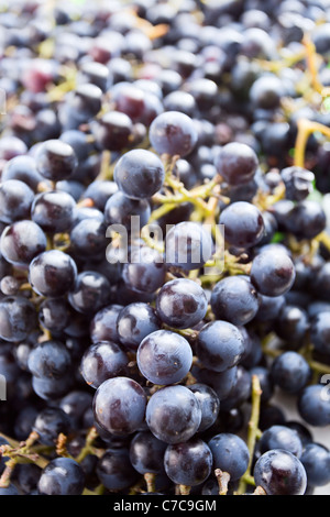 The Isabella grape is a cultivar derived ,is used for table, juice and ...