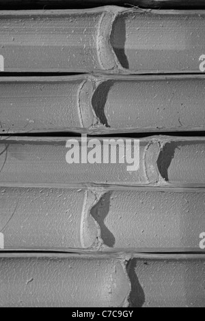 Bamboo Section, Half Cut, India Stock Photo - Alamy