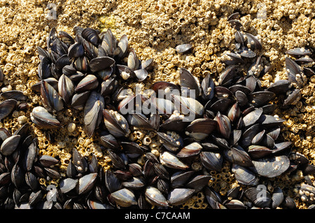 Wild blue mussels, Mytilus edulis, growing on the rocks in the ...