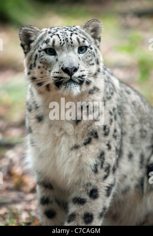 Snow leopard staring at the camera Stock Photo - Alamy