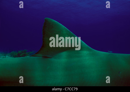 Lemon Shark first dorsal fin in the Bahama's blue waters Stock Photo ...