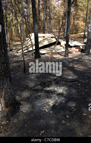 pine forest after a fire. burnt earth with black soot. Leningrad Region ...