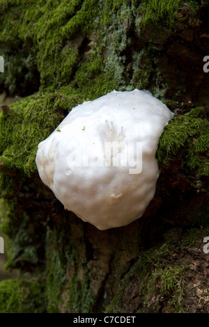 Slime Mould, False Puffball, Enteridium lycoperdon, Reticulariaceae ...