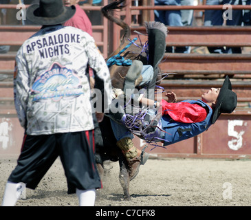 A bull rider is thrown off a bull during the rodeo at the Calgary ...