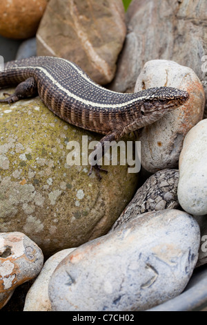 Plated Lizard (Gerrhosaurus validus). Portrait. Showing ear flap scale ...