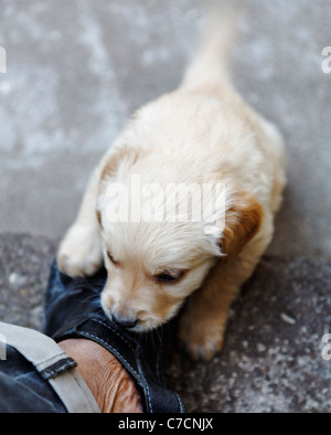 Naughty golden retriever puppy biting a shoe at living room Stock Photo ...