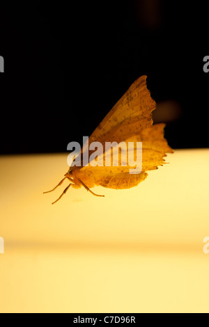Moth sitting on the lamp Stock Photo - Alamy